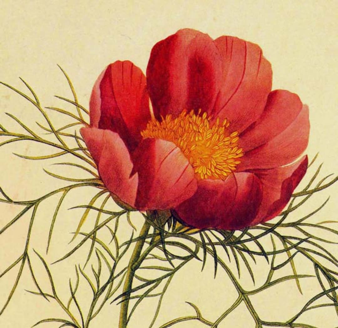 Single Red Peony Paconia Tenuifolia Redoute Flower Vintage Illustration ...