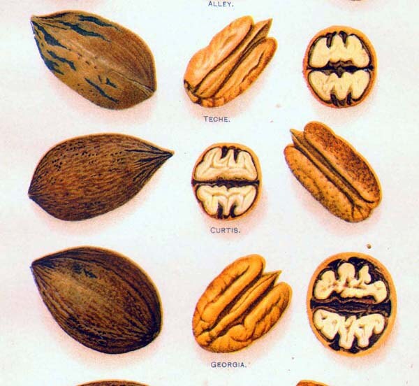 Pecan Nut Size Chart