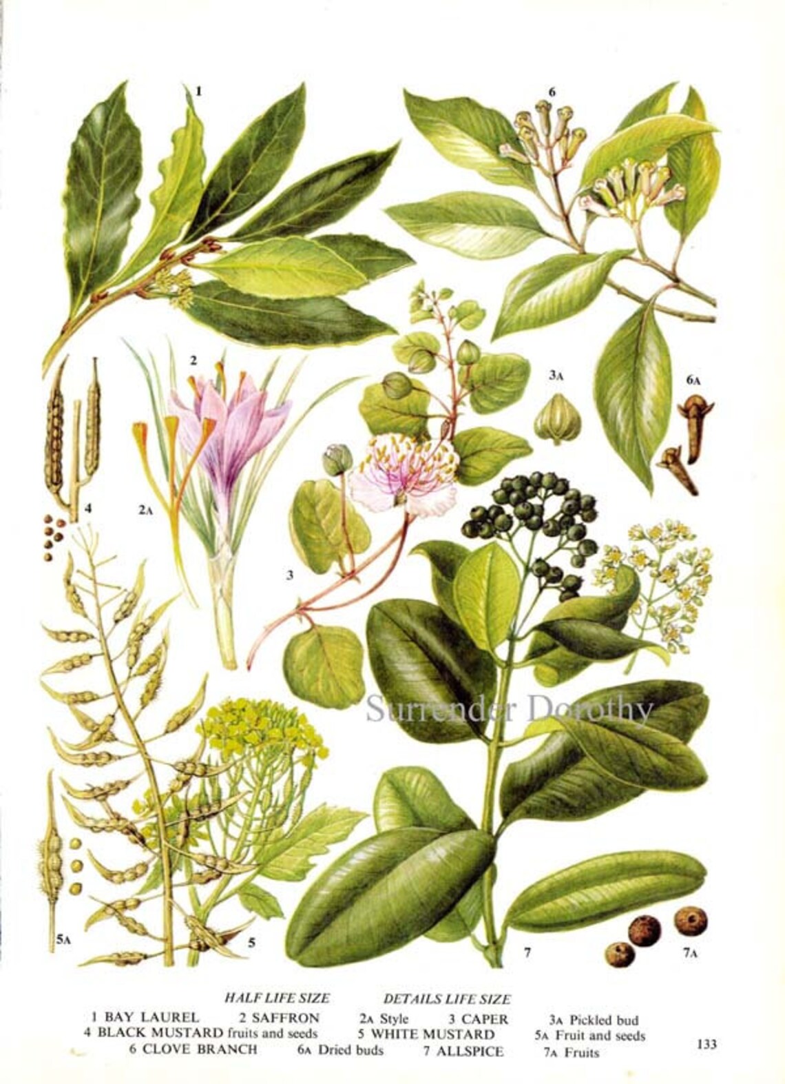 Saffron Bay Cloves Spice & Herb Chart Plant Flowers Food Chart ...