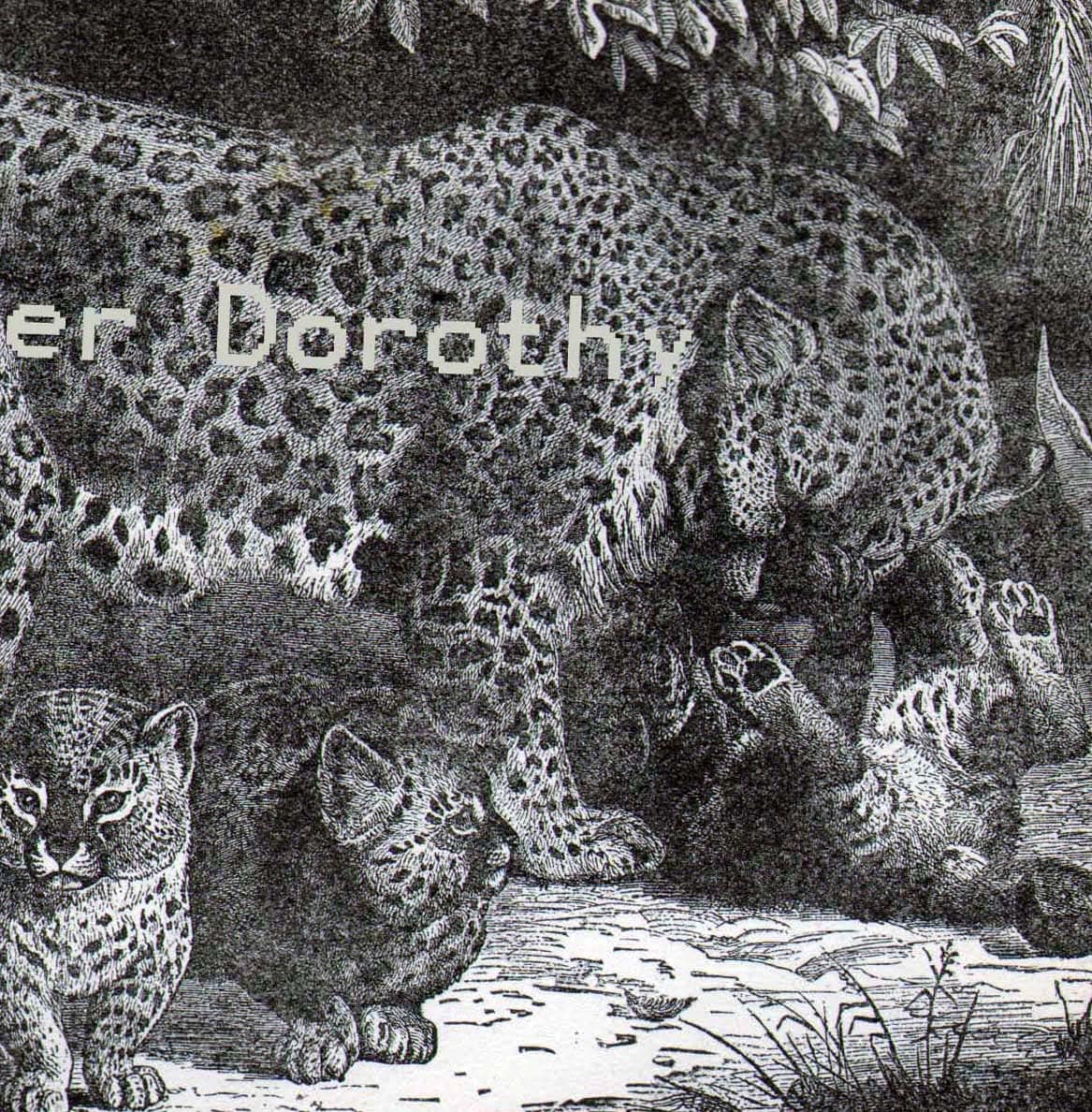 Puma Victorian Era Vintage 1887 Black & White Natural History Wild ...