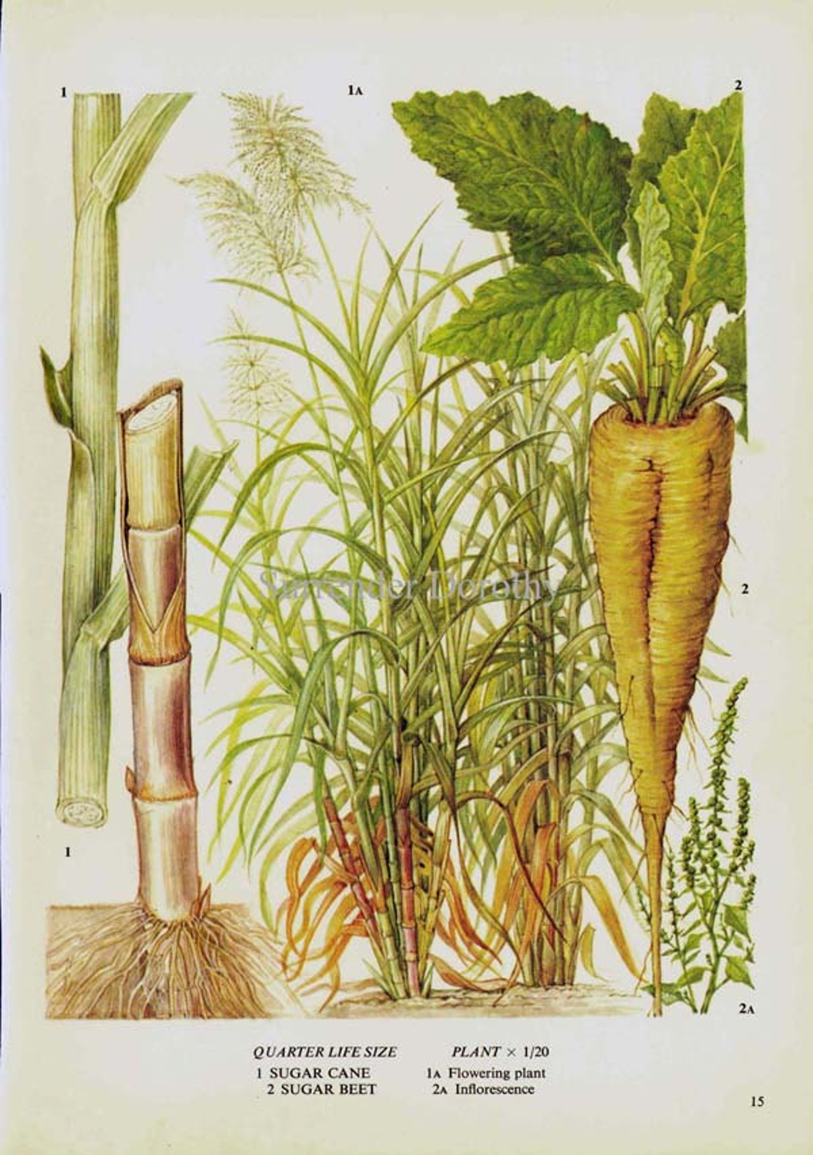 Sugar Cane Sugar Beet Tropical Plant Chart Food Botanical - Etsy
