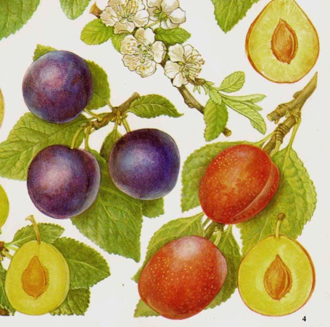 Summer Plums Fruit Chart Food Botanical Lithograph Illustration for ...