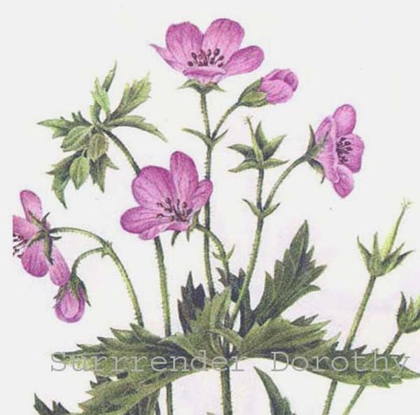Wild Geranium Drawing