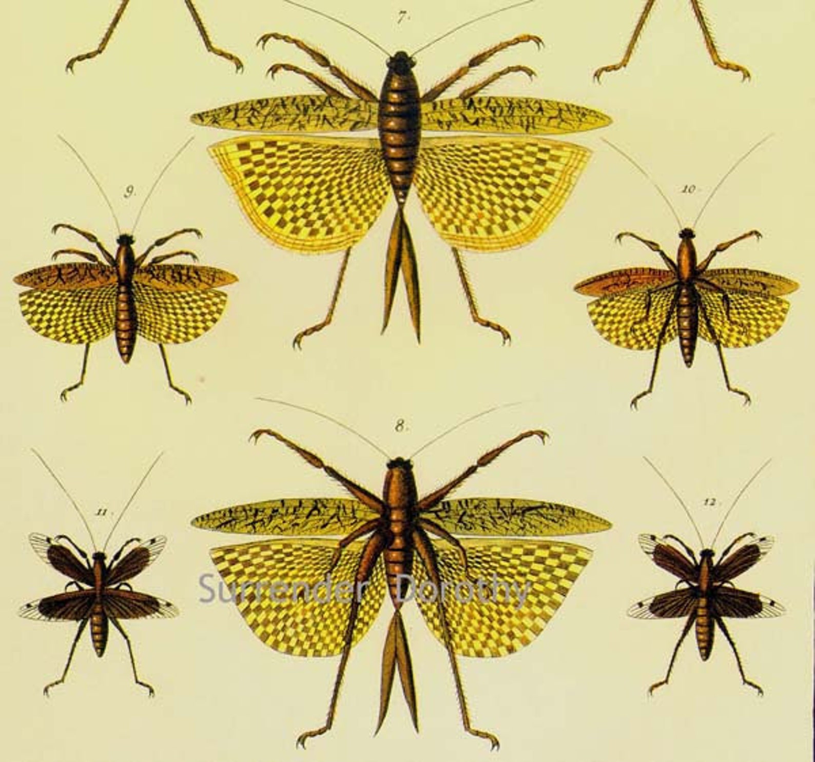 Katydid & Praying Mantis Insects Vintage Seba Entomology - Etsy