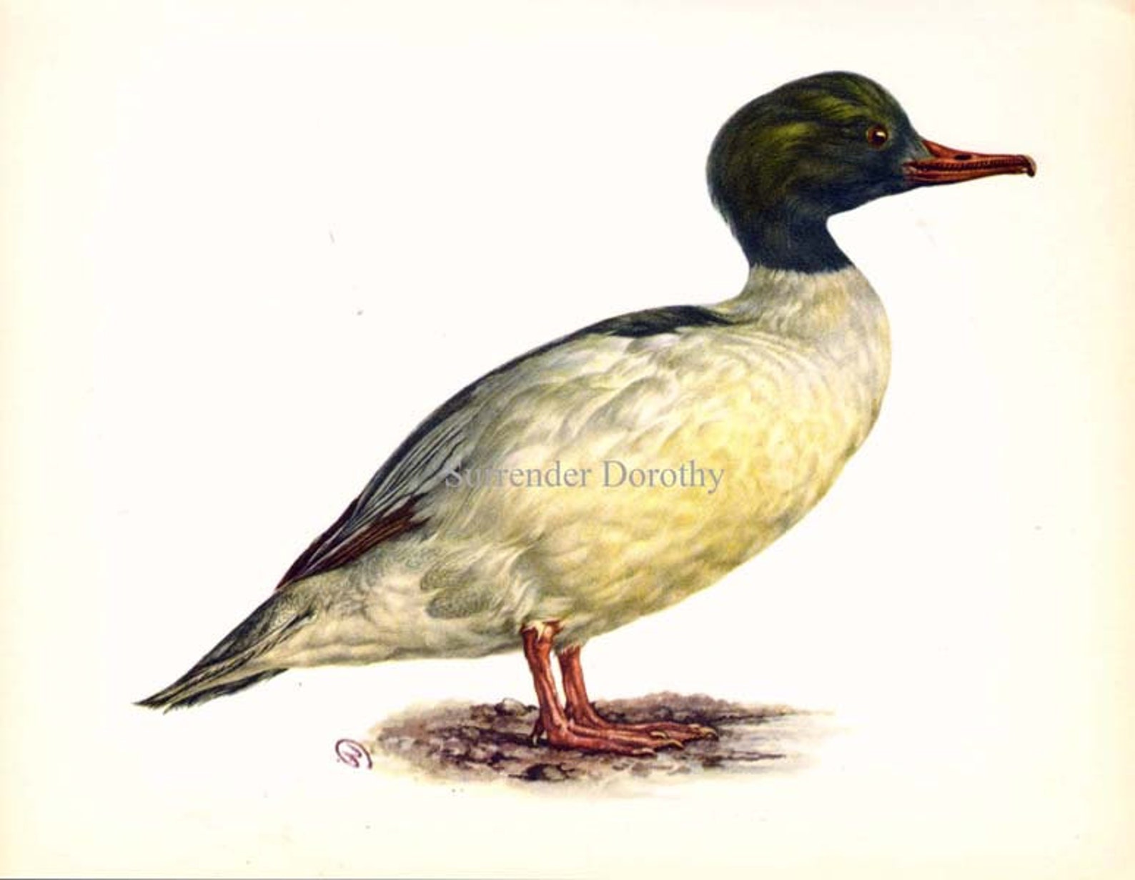 Goosander Mergus Merganser Duck Bird Ornithology Natural History ...