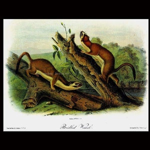 Bridled Weasel Ferret John J Audubon Wild Animal Lithograph Natural ...