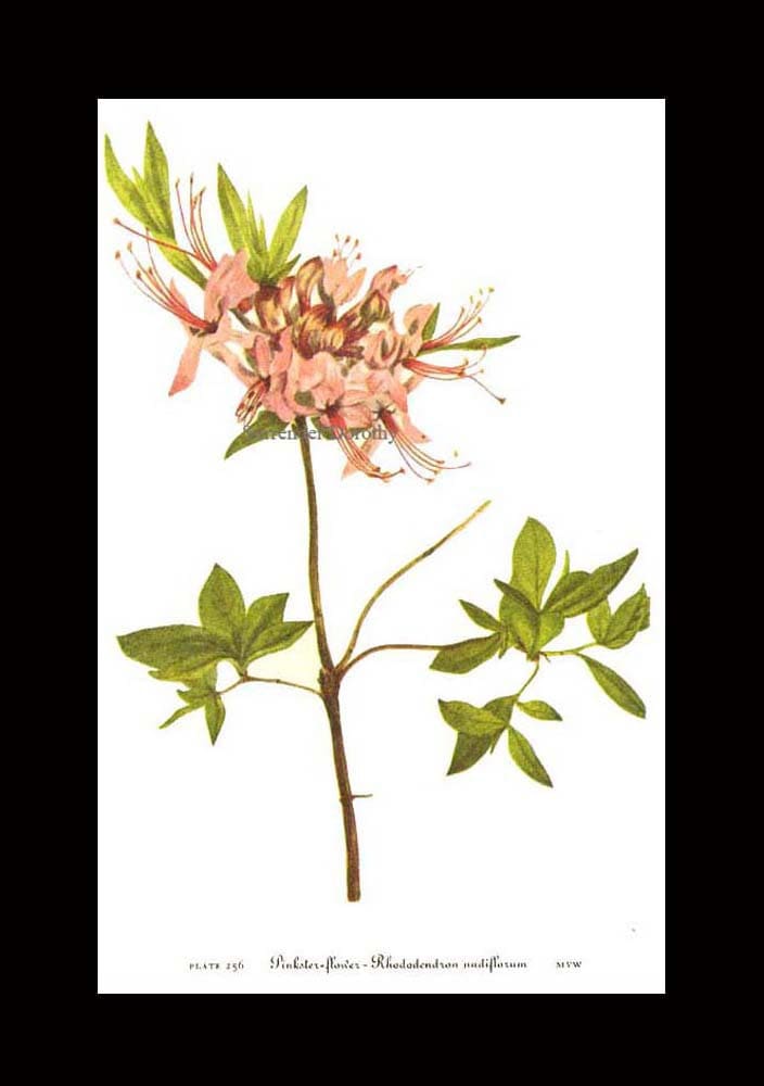 Pinkster Rhododendron & Smooth Azalea Flowers Vintage 1955 Botanical ...