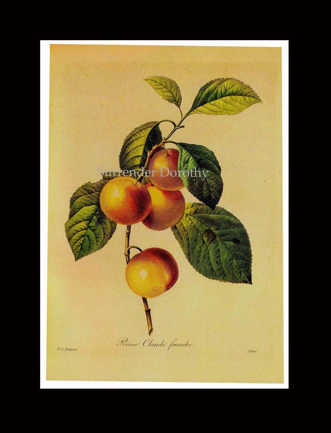 Greengage Plums Redoute Vintage Fruit Botanical Lithograph | Etsy