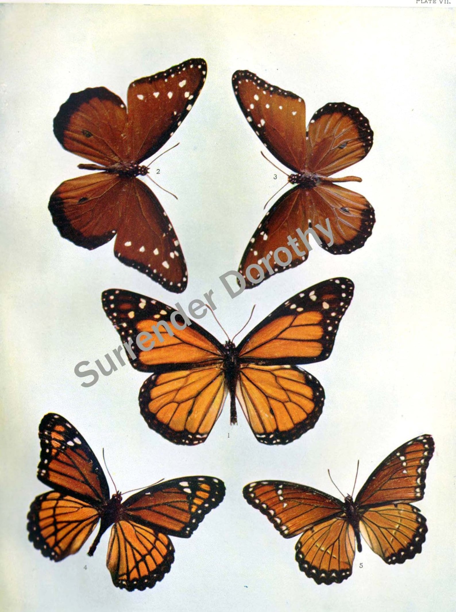 Anosia & Basilarchia Butterflies 1900 Edwardian Era Butterfly Chart ...