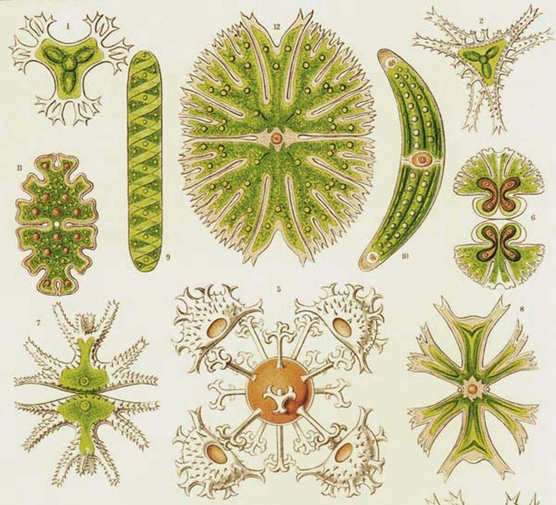 Stramurastrum & Cristatella Marine Algae Haeckel Vintage Print Natural ...