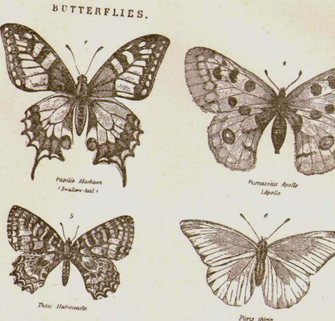 Butterflies XXVII 1892 Victorian Entomology Antique Chart of Insects ...