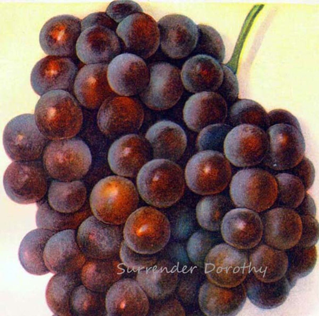 Banner Table Grapes 1906 USDA Botanical Lithograph Edwardian ...