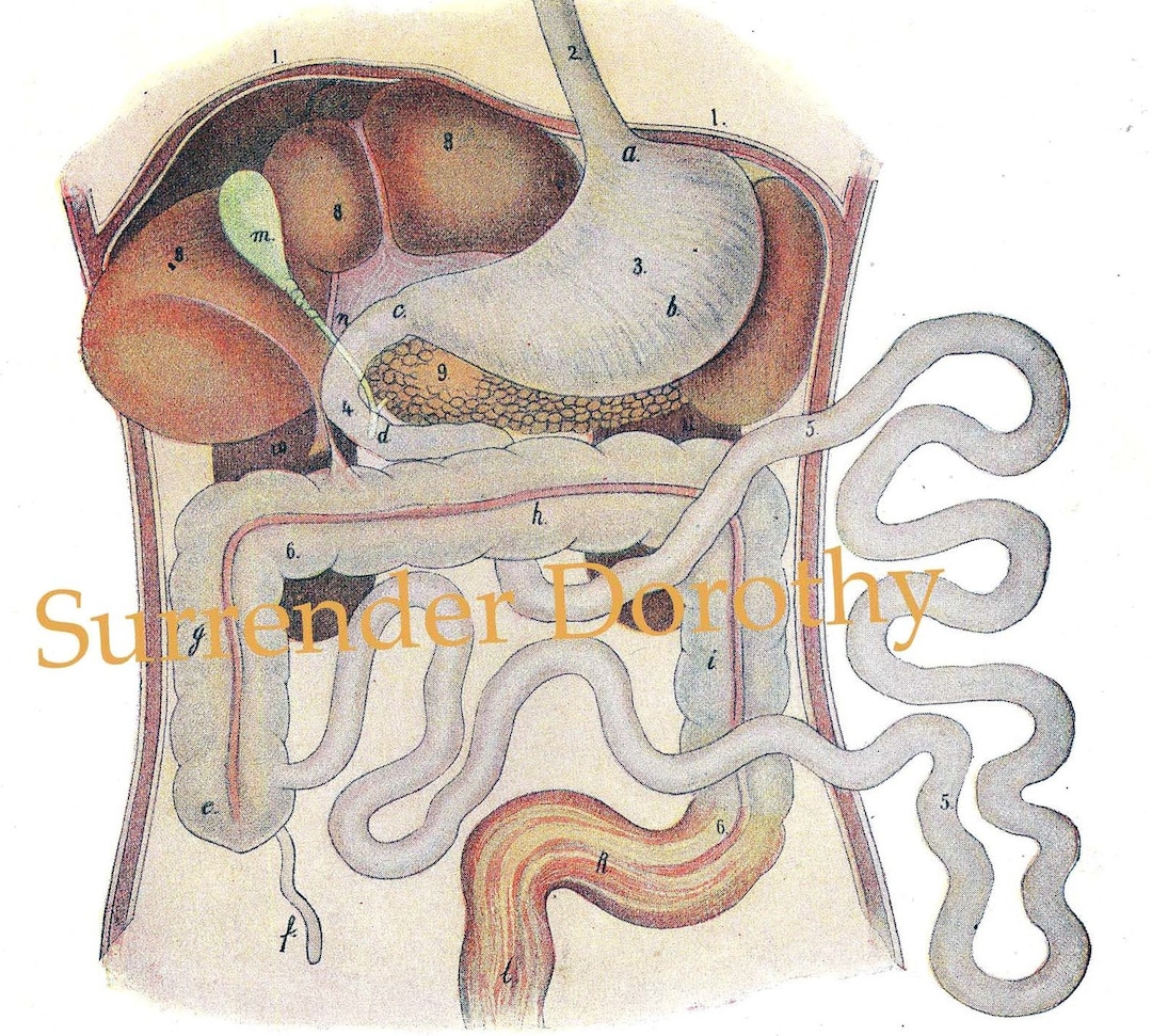 Human Anatomy Digestive System Original Vintage 1920s Lithograph ...