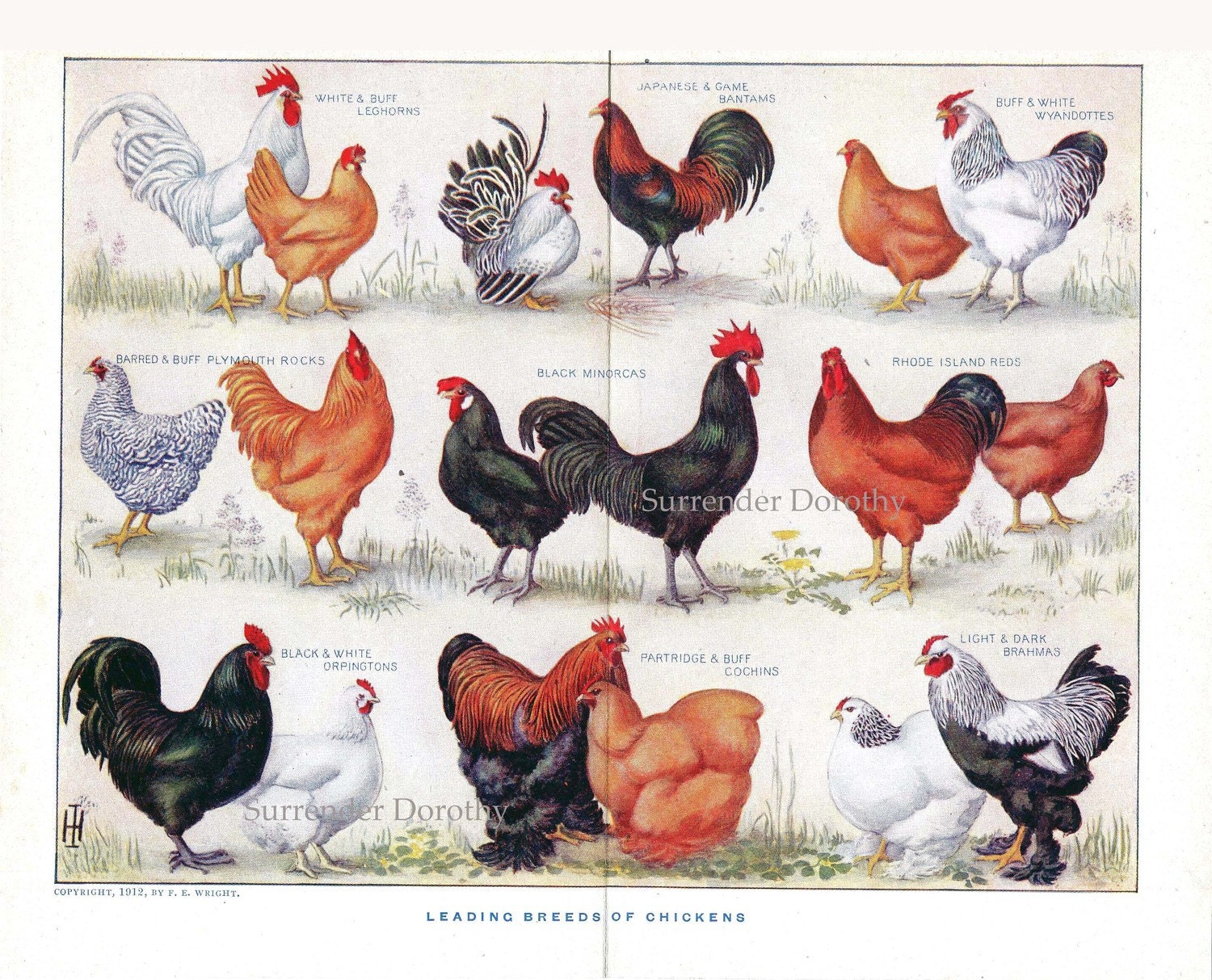Rooster Breeds Chart