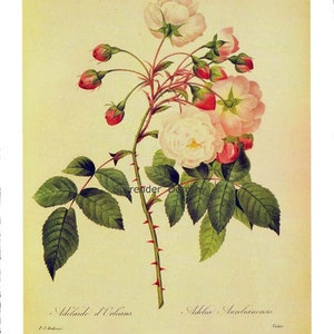 Adelaide D' Orleans Rose Redoute Vintage Flower Botanical Lithograph ...