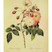 Adelaide D' Orleans Rose Redoute Vintage Flower Botanical Lithograph ...