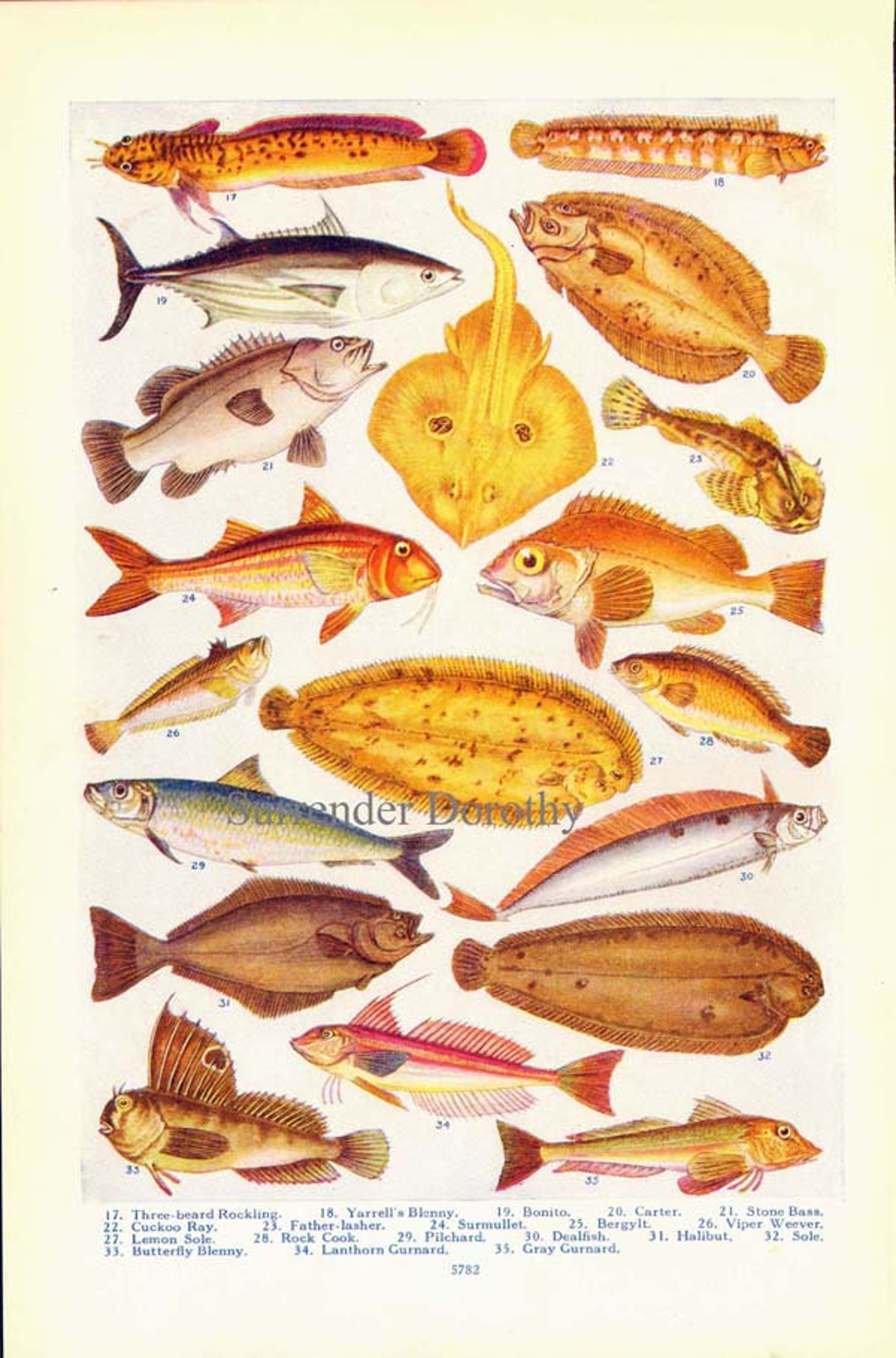 North Atlantic Ocean Fish Ichthyology Natural History Lithograph Chart ...