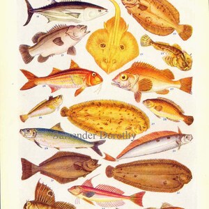 North Atlantic Ocean Fish Ichthyology Natural History Lithograph Chart ...