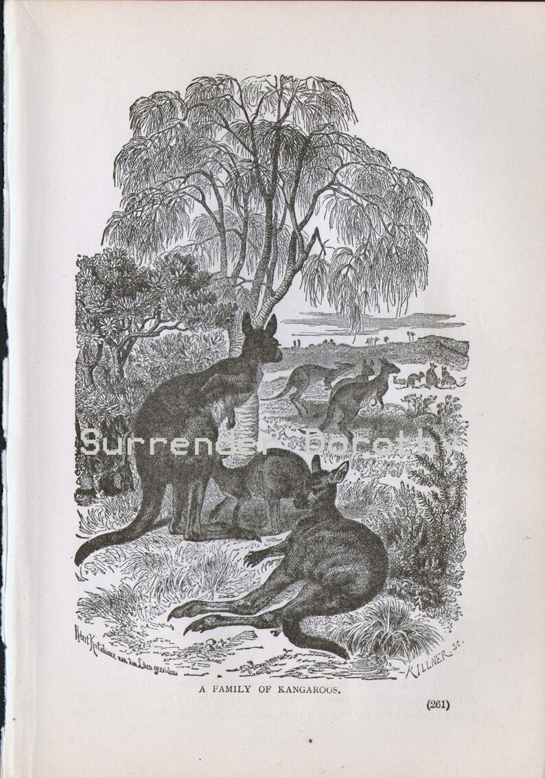 Kangaroo Family Australia Wild Animals Vintage Victorian Natural ...