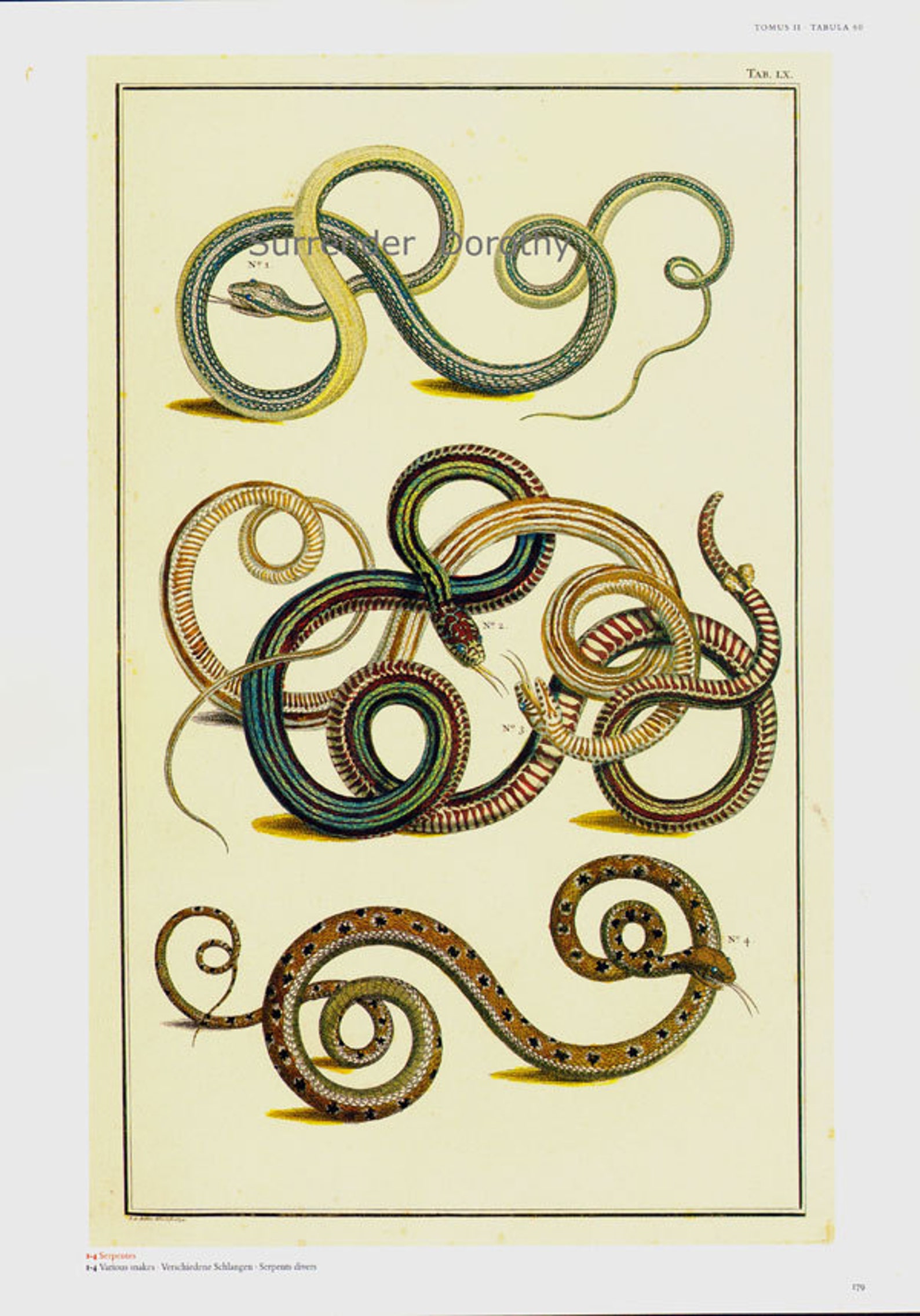 Various Twisted Snakes Serpent Herpetology Seba Natural History ...