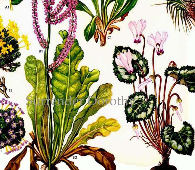 Campanula & Cyclamen Flowers Middle East Botanical Exotica - Etsy