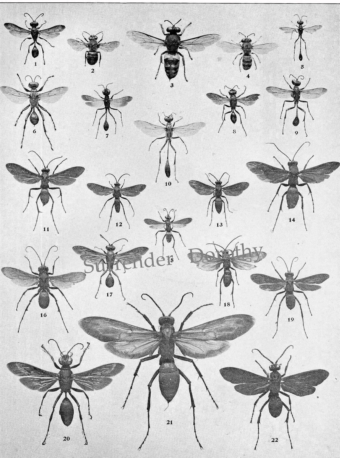 Wasp Chart Edwardian Entomology 1907 Natural History | Etsy