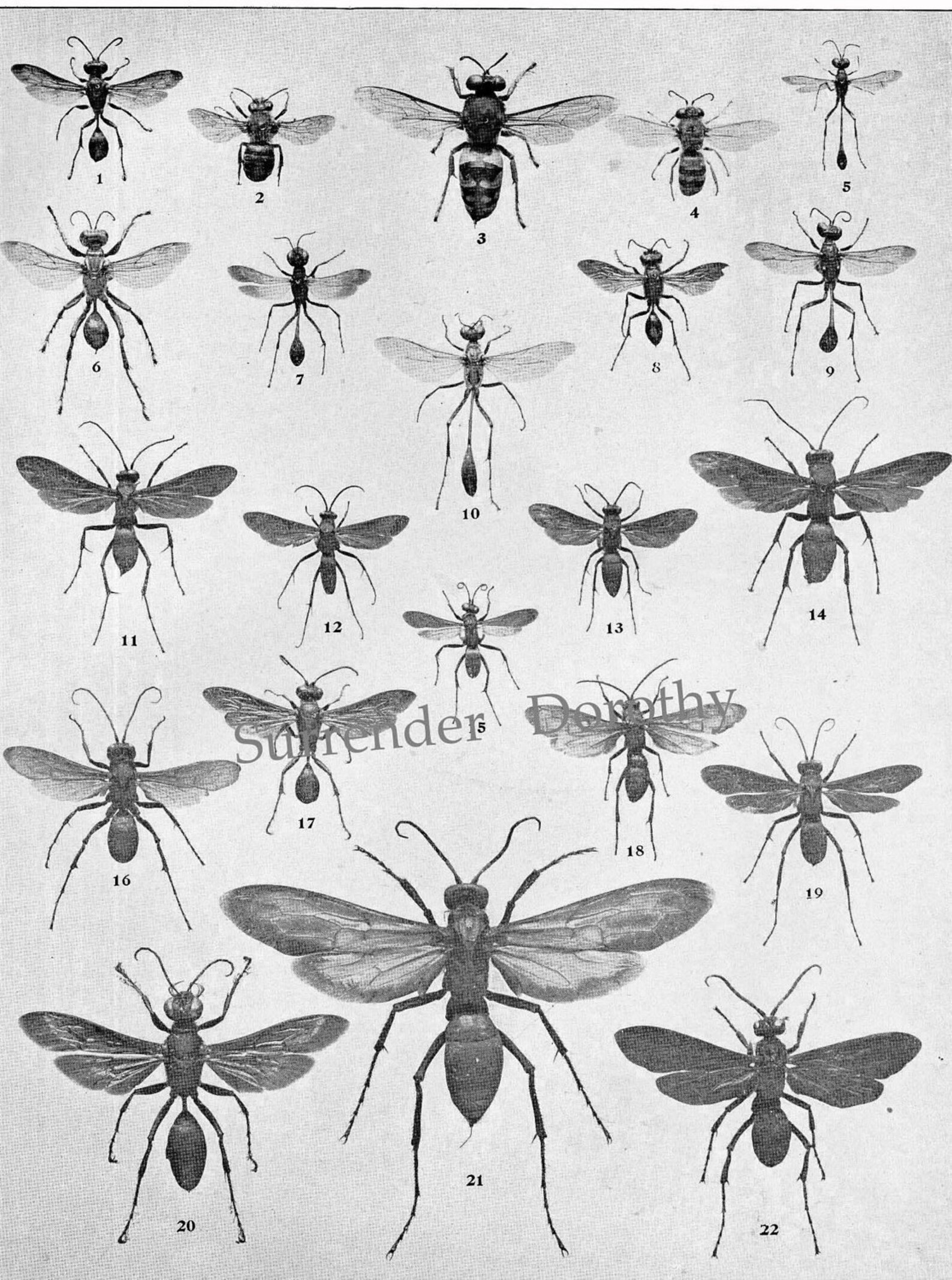 Wasp Chart Edwardian Entomology 1907 Natural History | Etsy