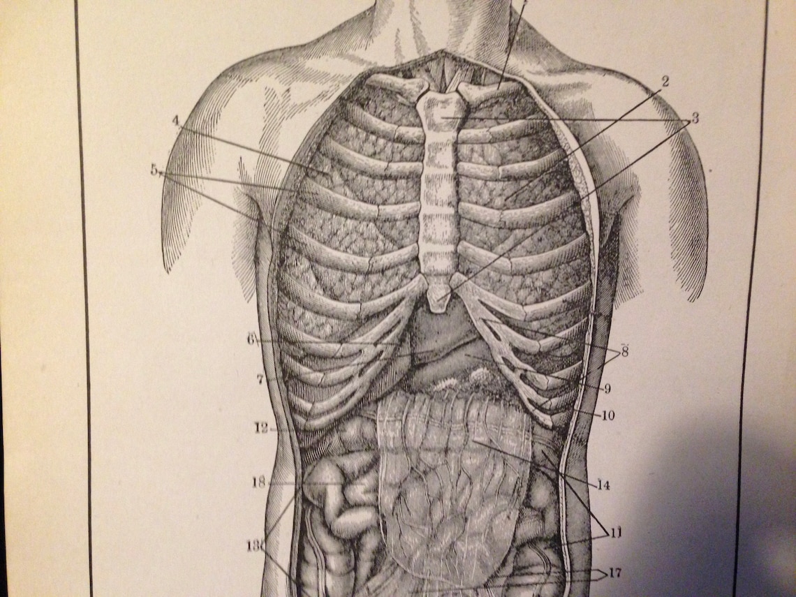 Human Anatomy Abdomen & Chest Anterior View 1912 Vintage Medical Chart ...