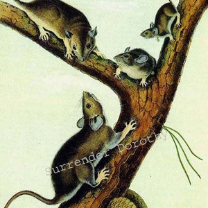 Florida Rat Lithograph Audubon Vintage Wild Animal Natural History ...
