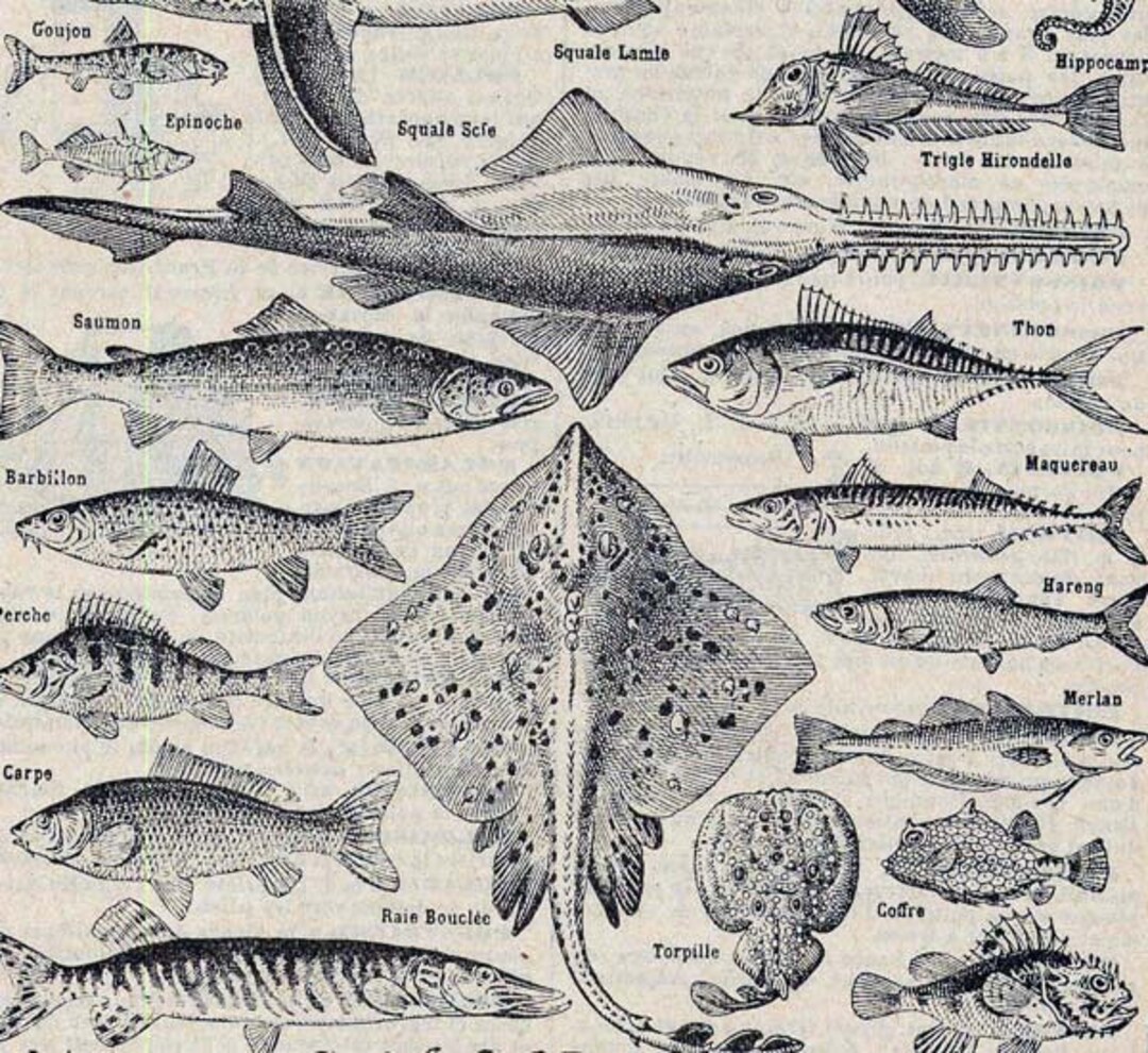 Fish Poissons French Dictionary Paris France Natural History Chart to ...