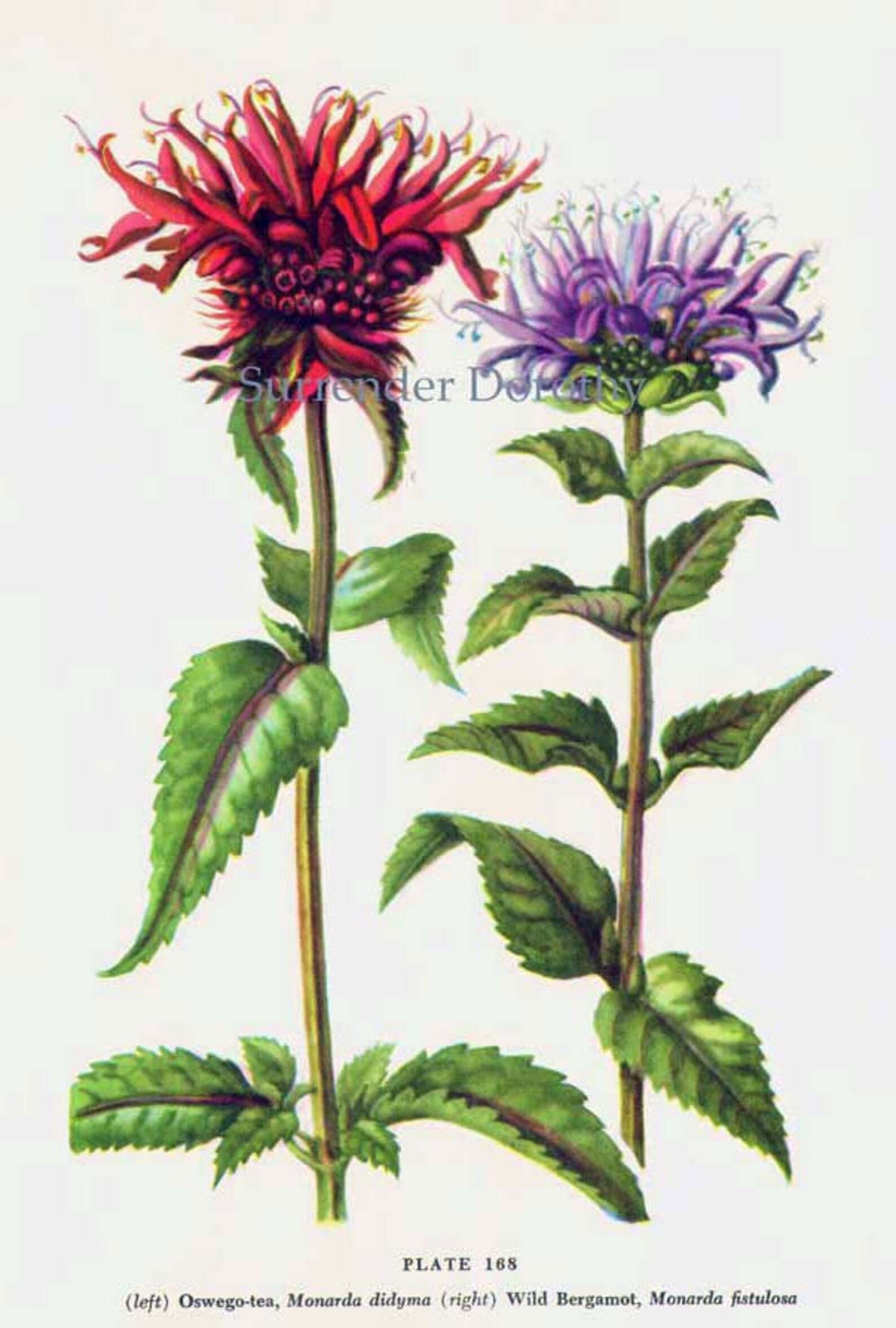 Beebalm Oswego Tea Monarda Didyma Flower Botanical 1950s Vintage ...