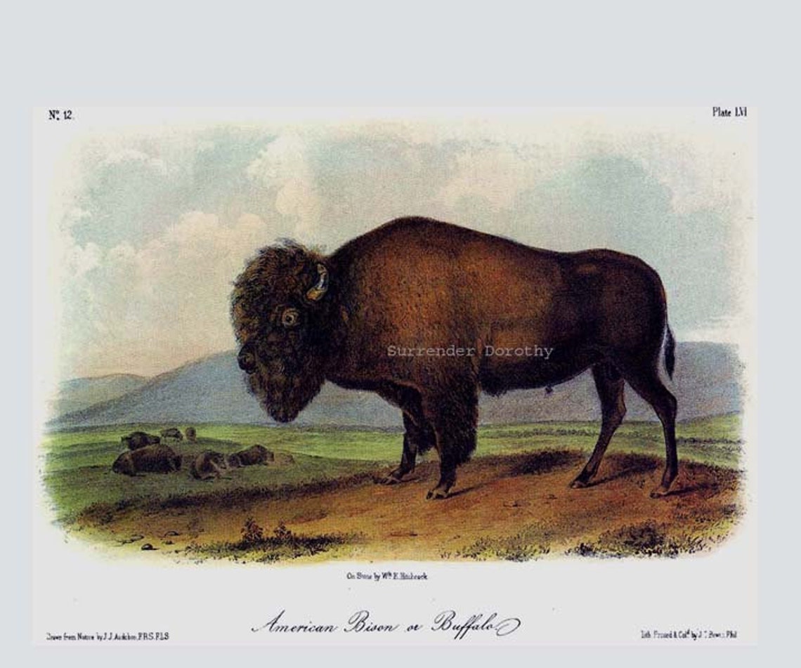 Bison Buffalo American Audubon Wild Animal Vintage Lithograph Natural ...