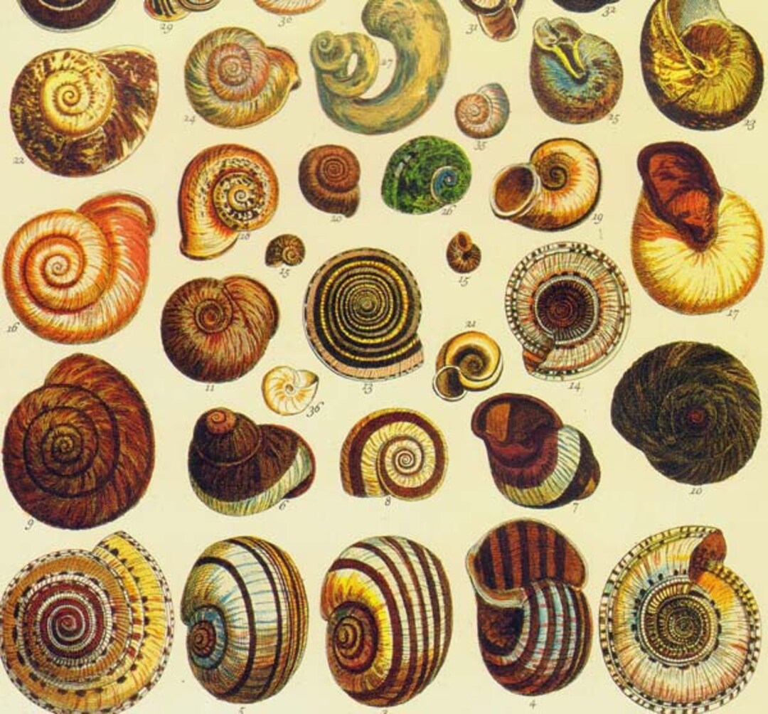 Snail Shells South Pacific Atlantic Europe LARGE Seba Conchology ...