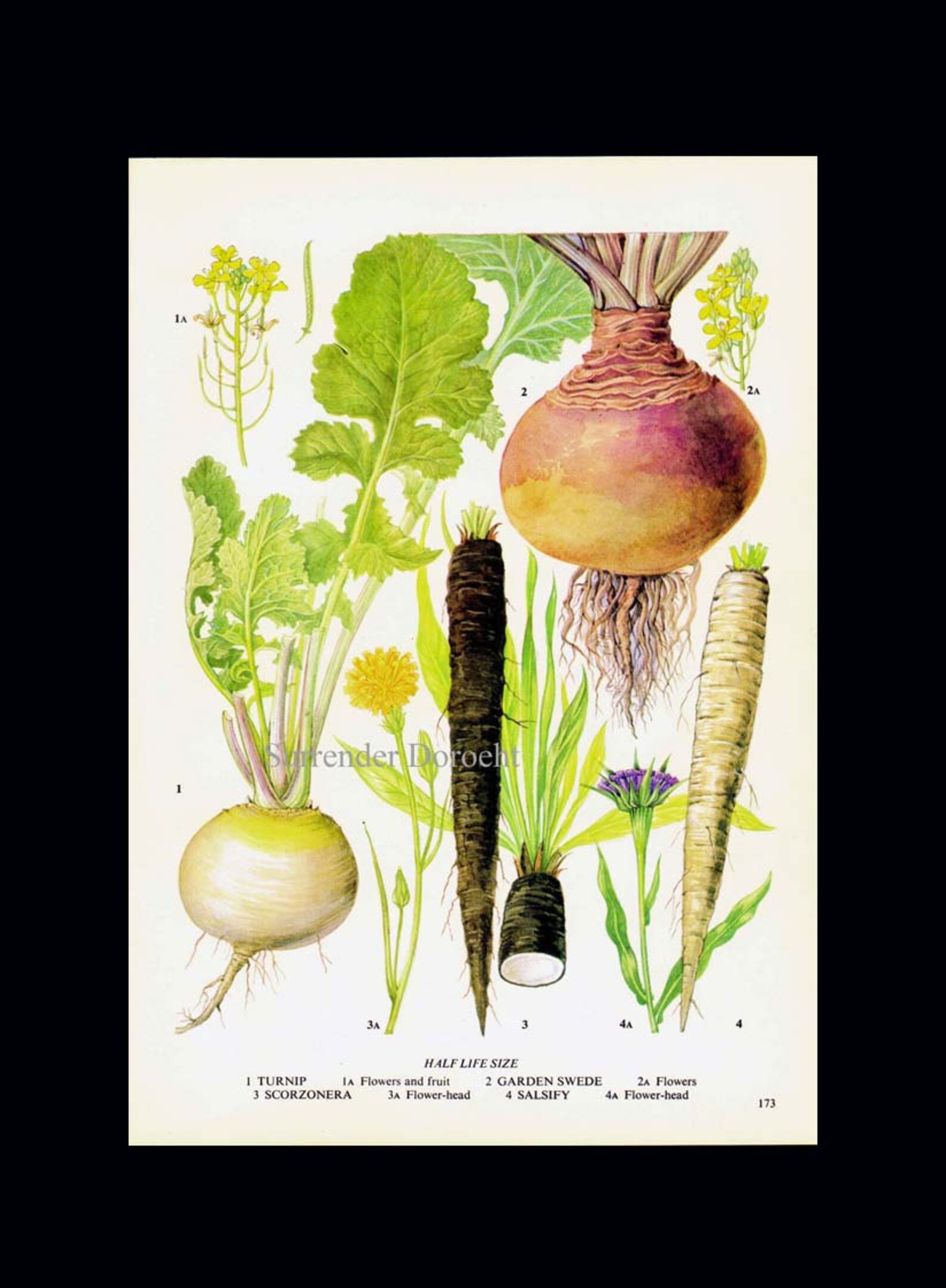 Turnip Parsnip Rutabaga Root Vegetable Food Botanical Etsy turnip-parsnip-rutabaga-root-vegetable-food-botanical-etsy
