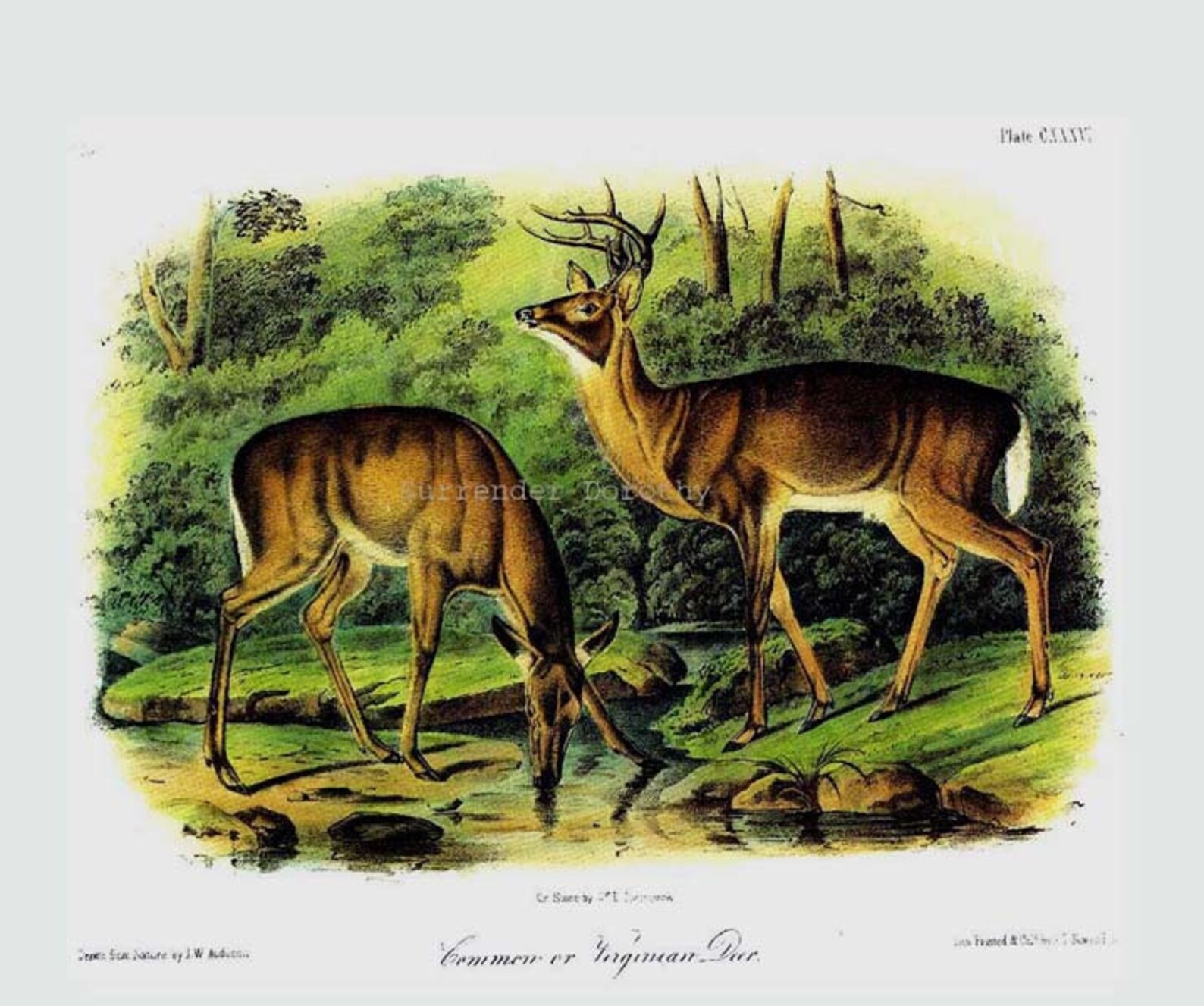 Virginian Deer Audubon Vintage Wild Animal Lithograph Print Natural ...