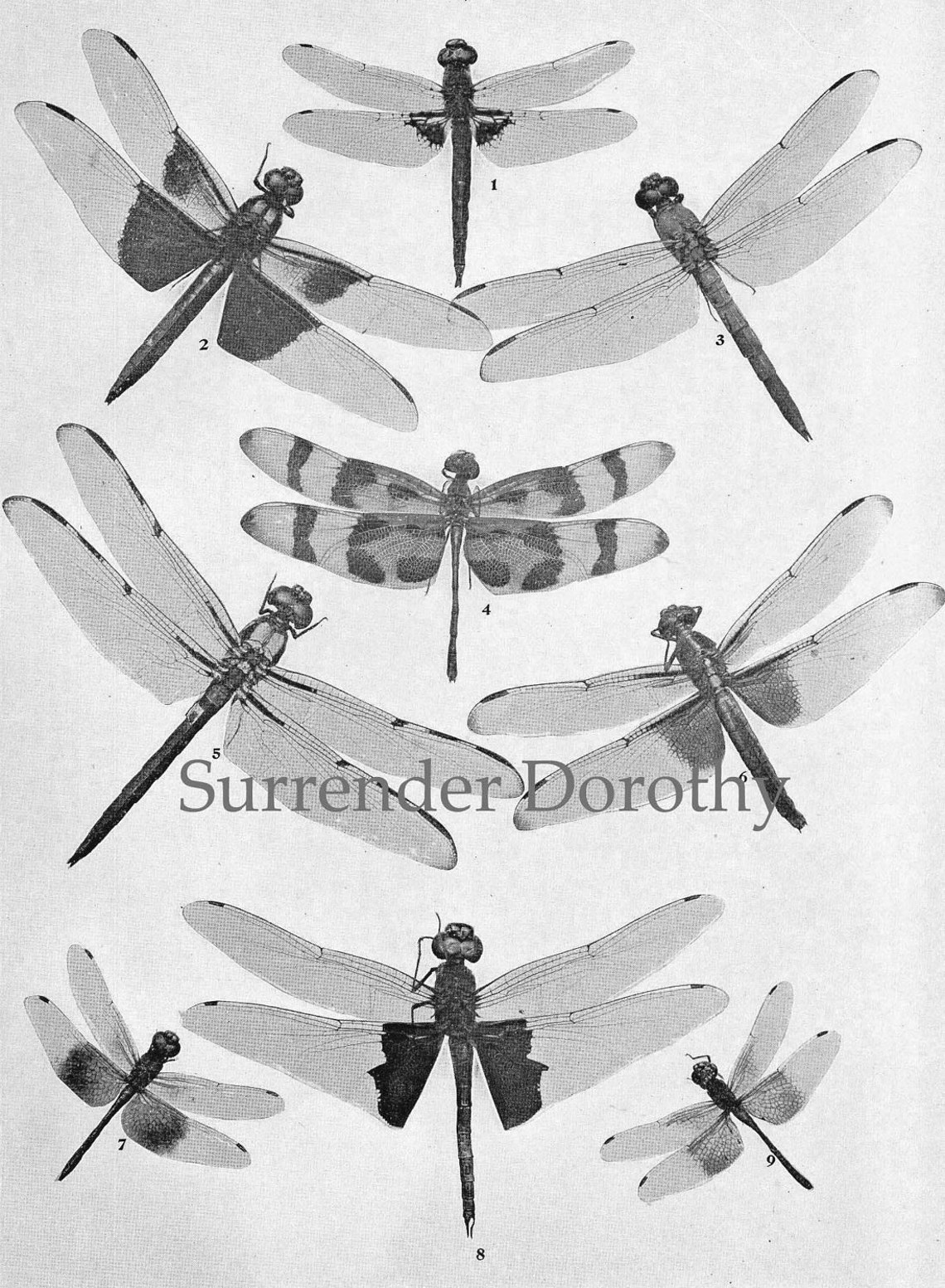 Dragonfly Tetragoneuria Libellula Vintage Entomology Chart 1907 ...