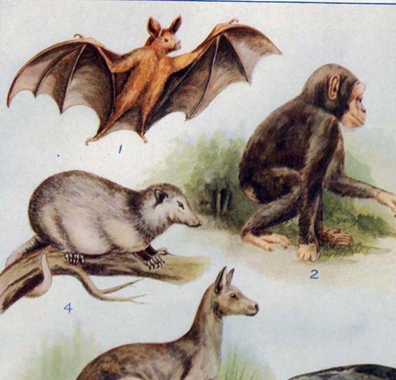 Bat Ape Kangaroo Elephant Rhino Whale Mammal Chart Animals | Etsy