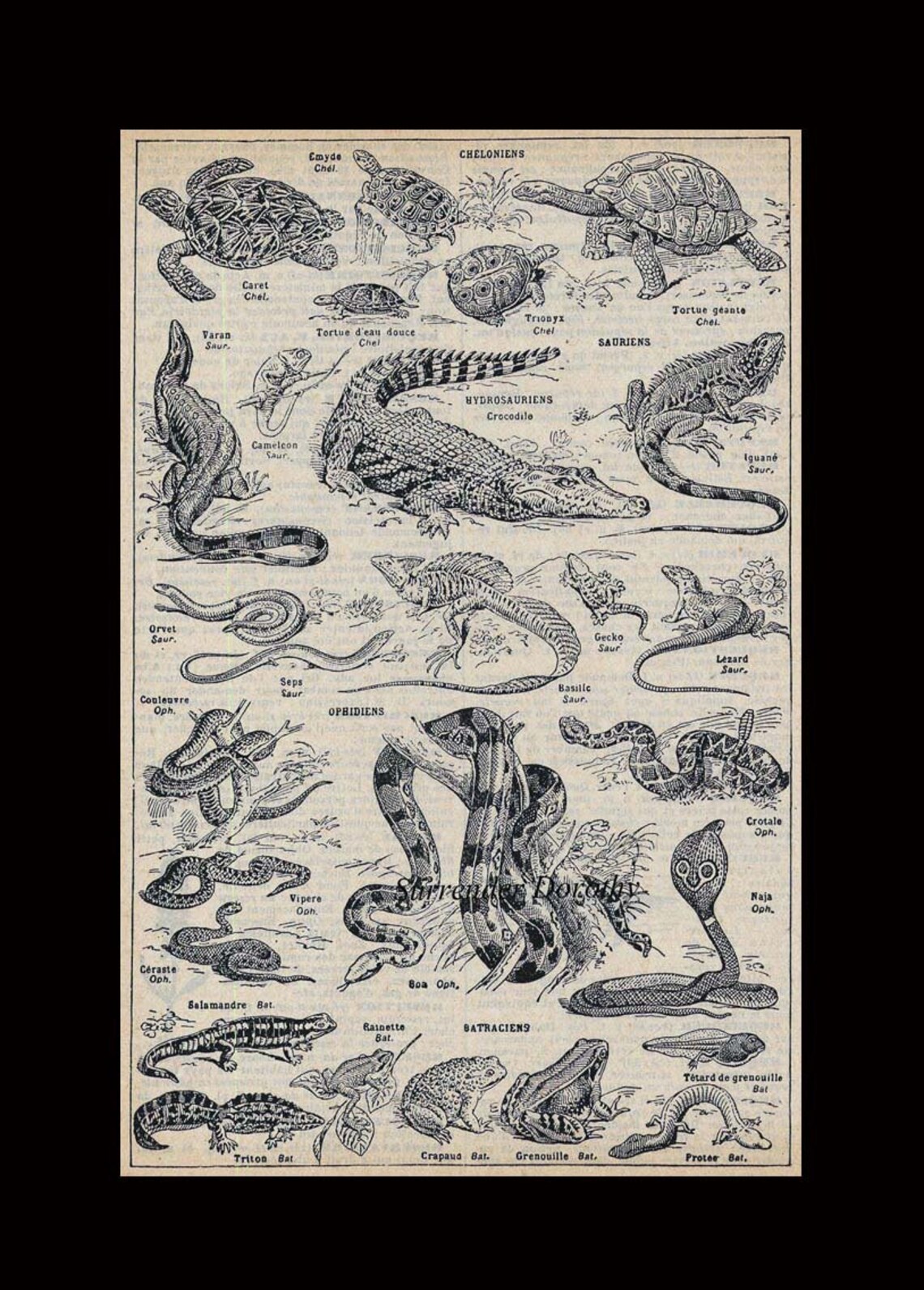 Reptiles French Dictionary Paris France Natural History Chart - Etsy