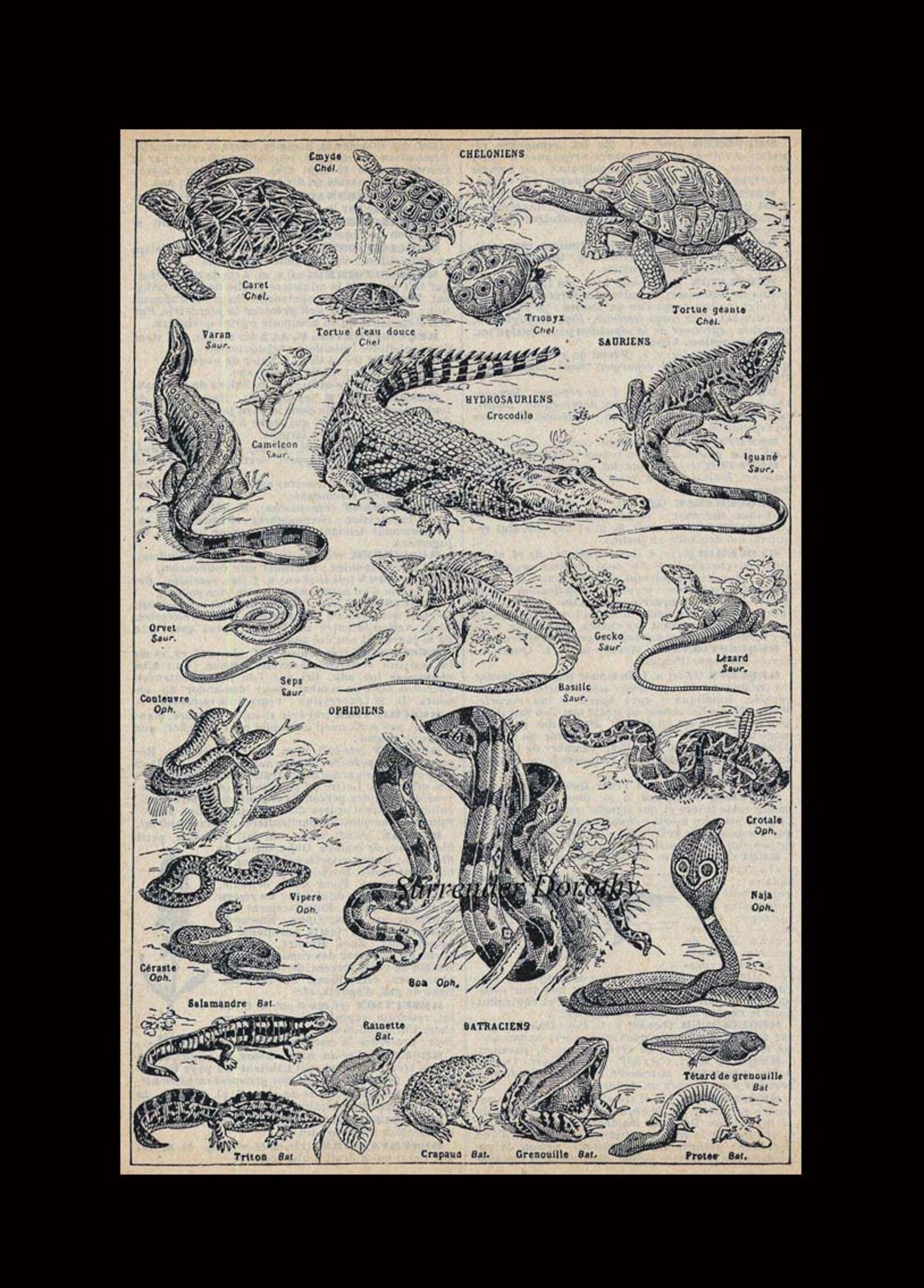 Reptiles French Dictionary Paris France Natural History Chart - Etsy