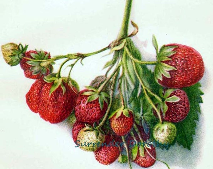 Cardinal Strawberry 1903 USDA Antique Botanical Berry Fruit Lithograph ...