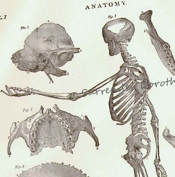 Human Anatomy Skeletal System Lateral View With Skulls 1892 | Etsy