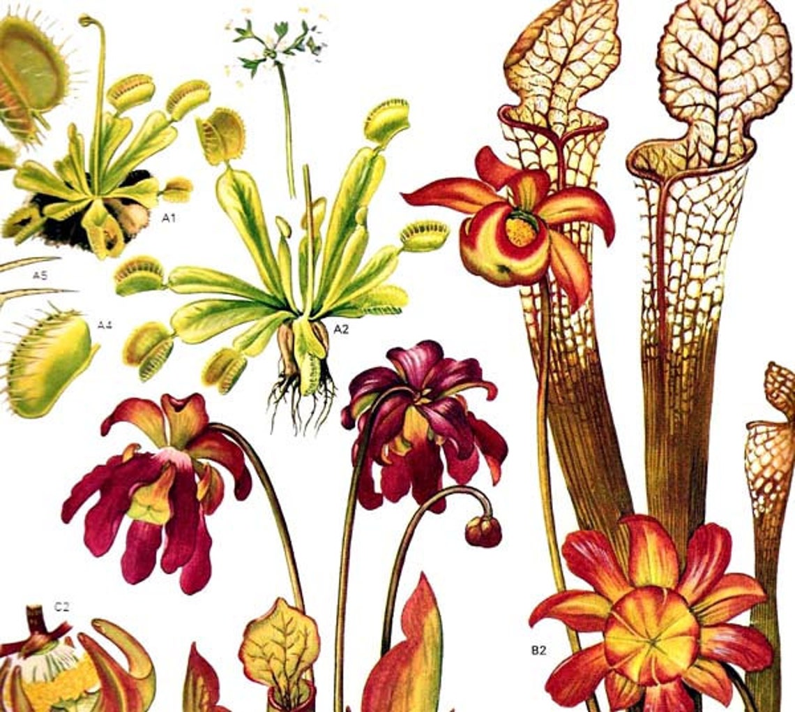 Venus Fly Trap Pitcher Carnivorous Plant Flowers North American ...