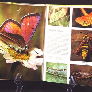 Insects Life Book Children Entomology Natural History Lavishly ...