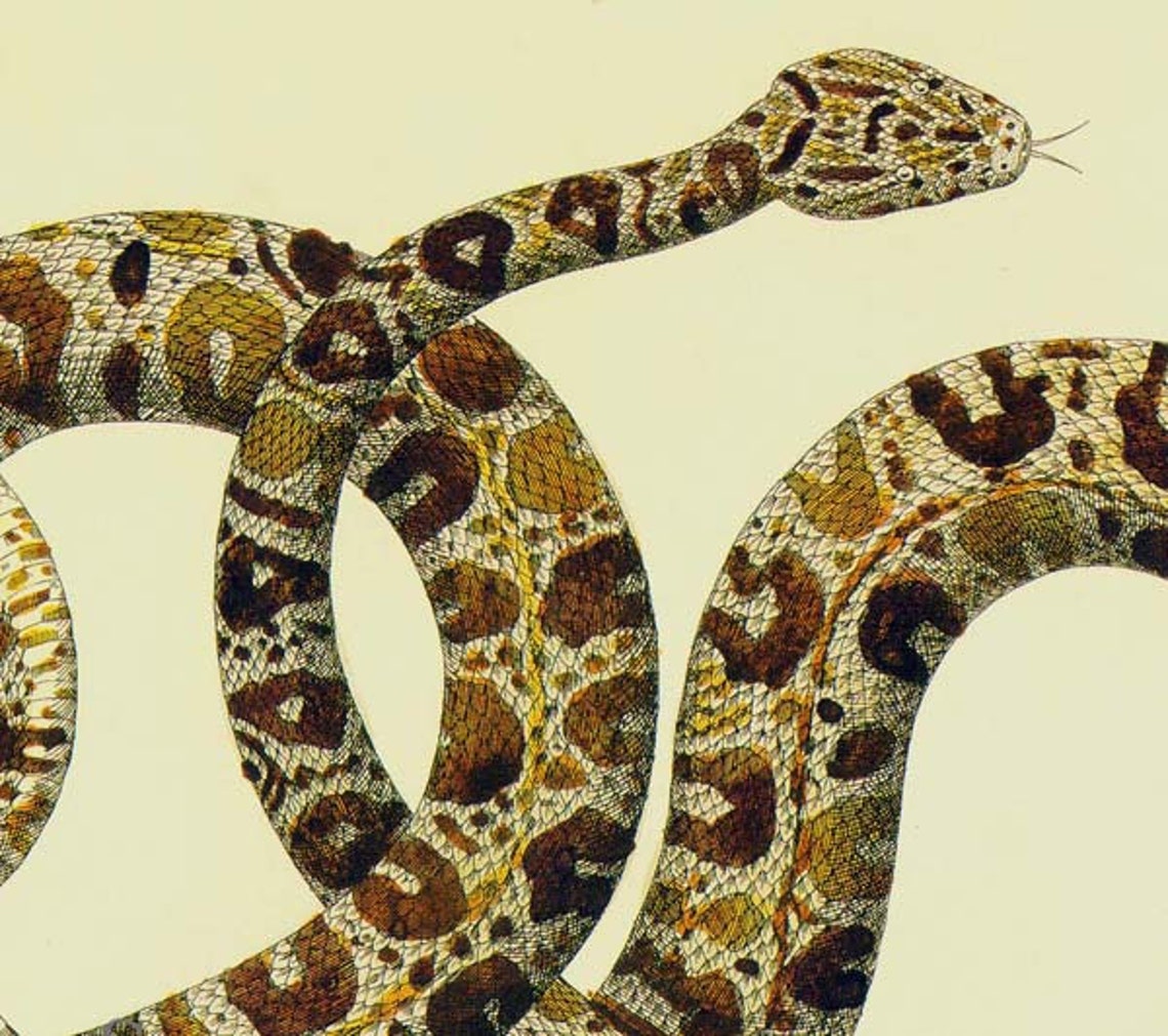 Snake Garden Tree Boa Herpetology Seba Natural History - Etsy