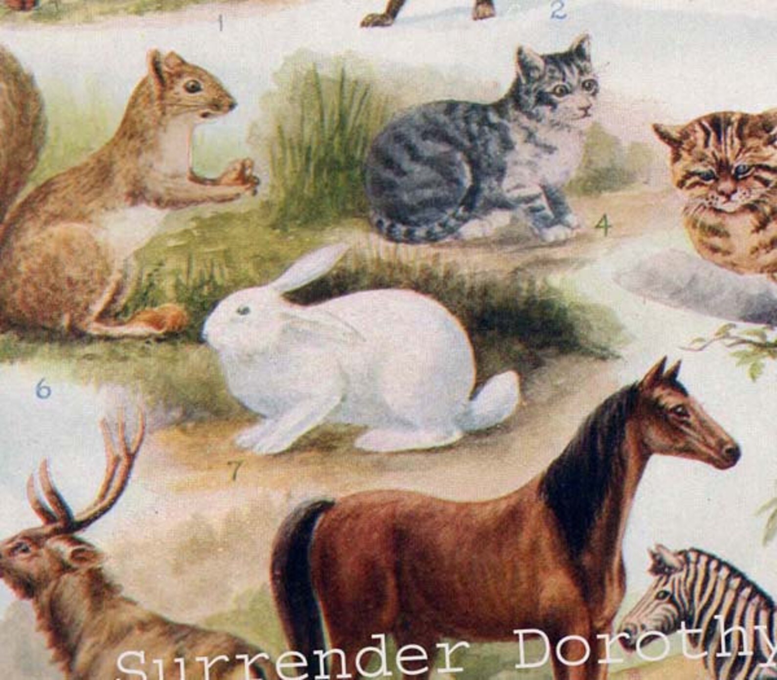 Mammal Chart Cat Rodent Horse Cattle Animal Showing Order - Etsy