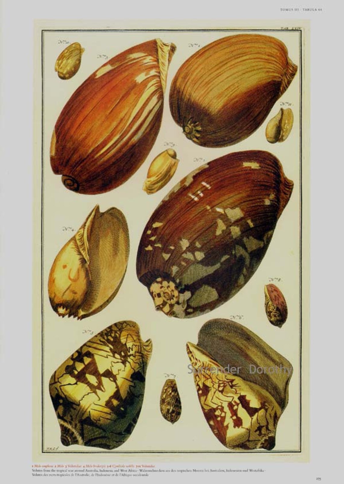 Volute Shells Australia Indonesia West Africa Seba Conchology Vintage ...