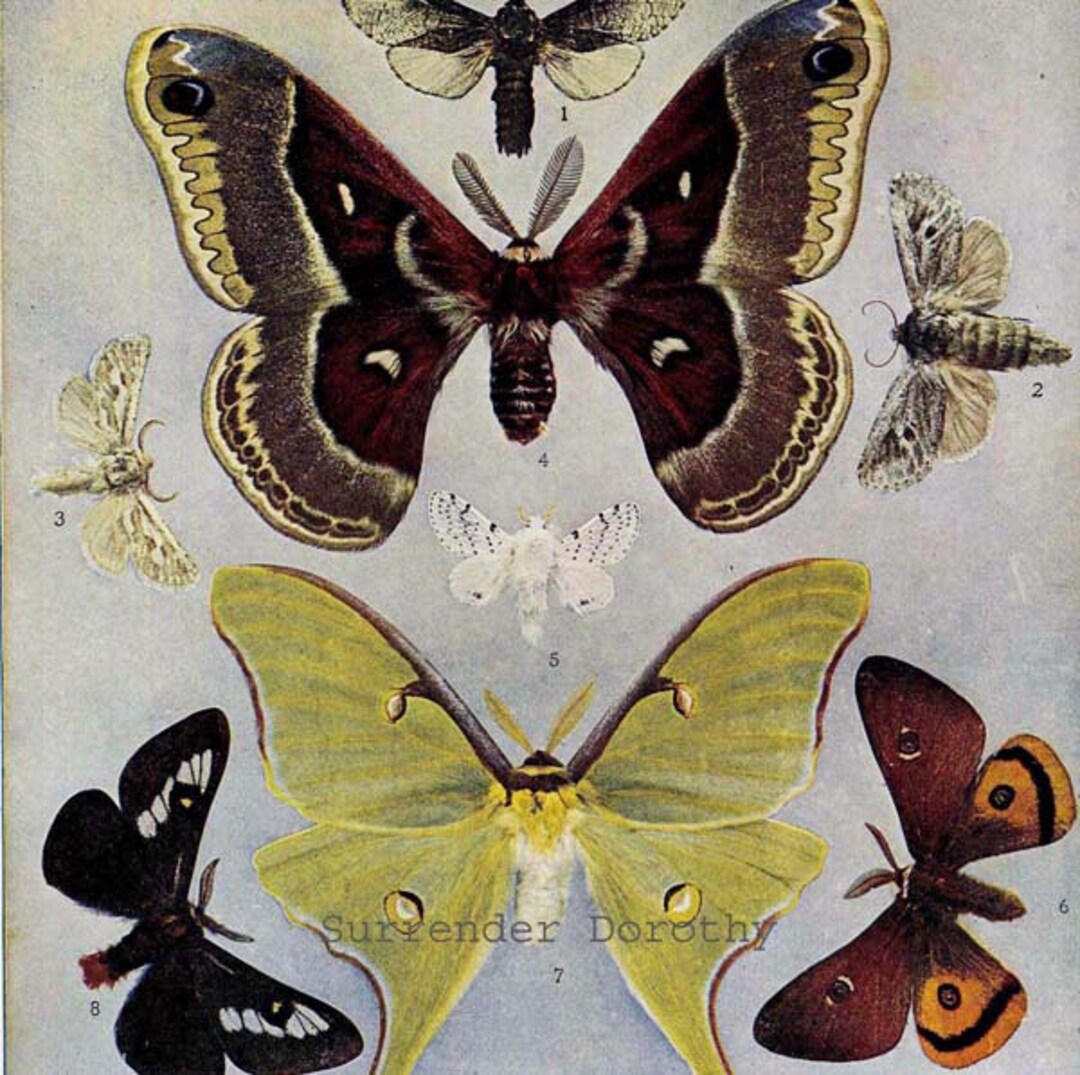 Actias Luna Moth Chart Entomology Vintage Natural History 1907 ...