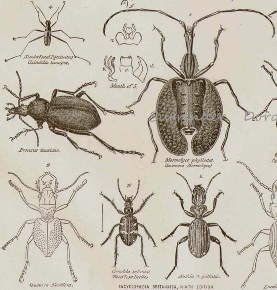 Beetles Coleoptera VI 1892 Victorian Entomology Antique Chart of ...