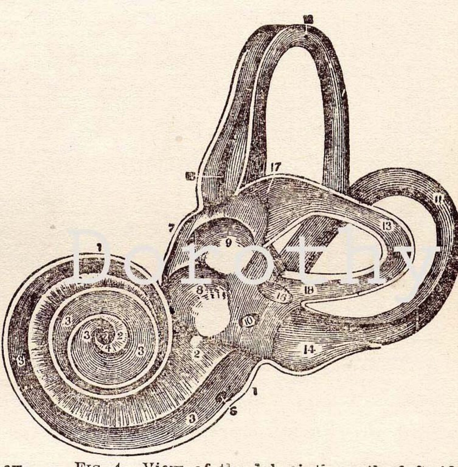 Human Ear Antique Anatomy Edwardian Era Antique Medical Chart to Frame ...