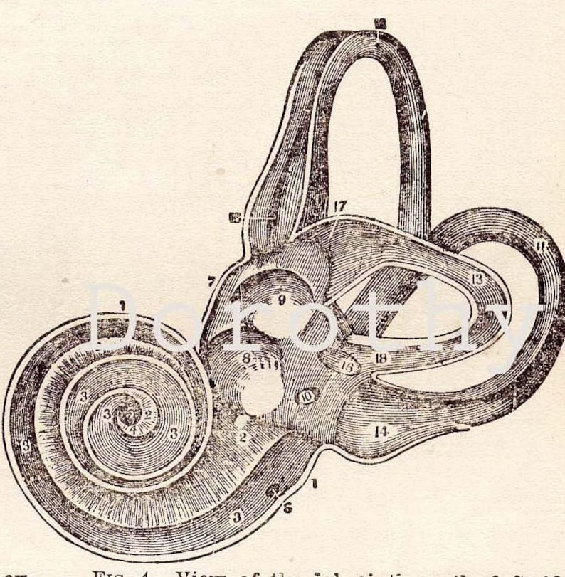 Human Ear Antique Anatomy Edwardian Era Antique Medical Chart - Etsy